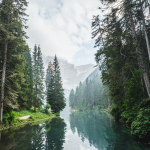 Terrific Trees | weatherology°